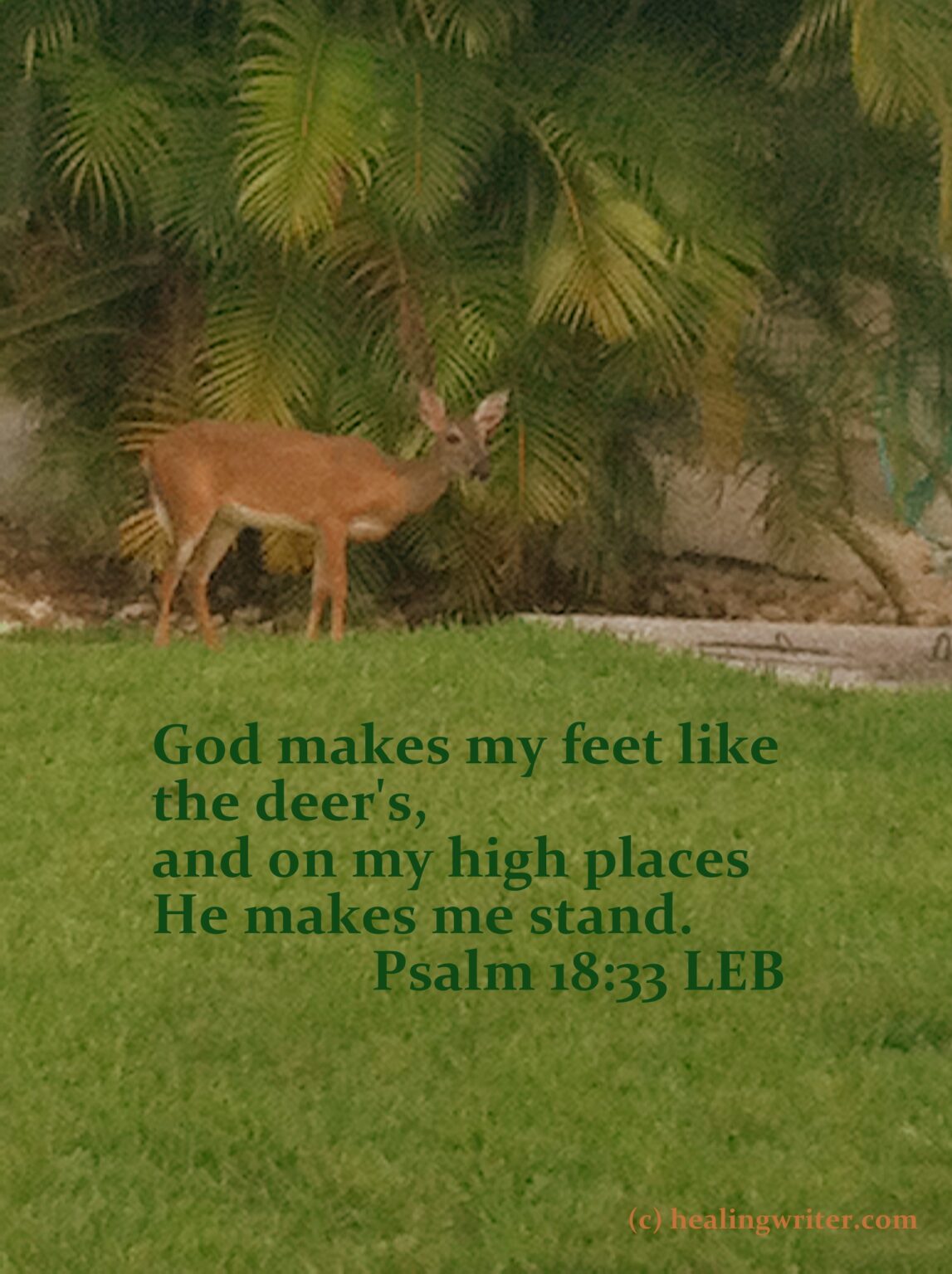 What Do Deer Symbolize In The Bible - Bible Paradise