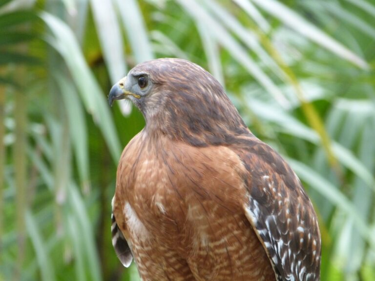 What Do Hawks Represent In The Bible - Bible Paradise