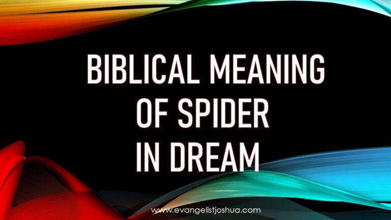 What Does A Spider Mean In The Bible - Bible Paradise