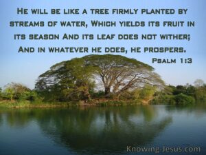 What Does The Bible Say About Evergreen Trees - Bible Paradise