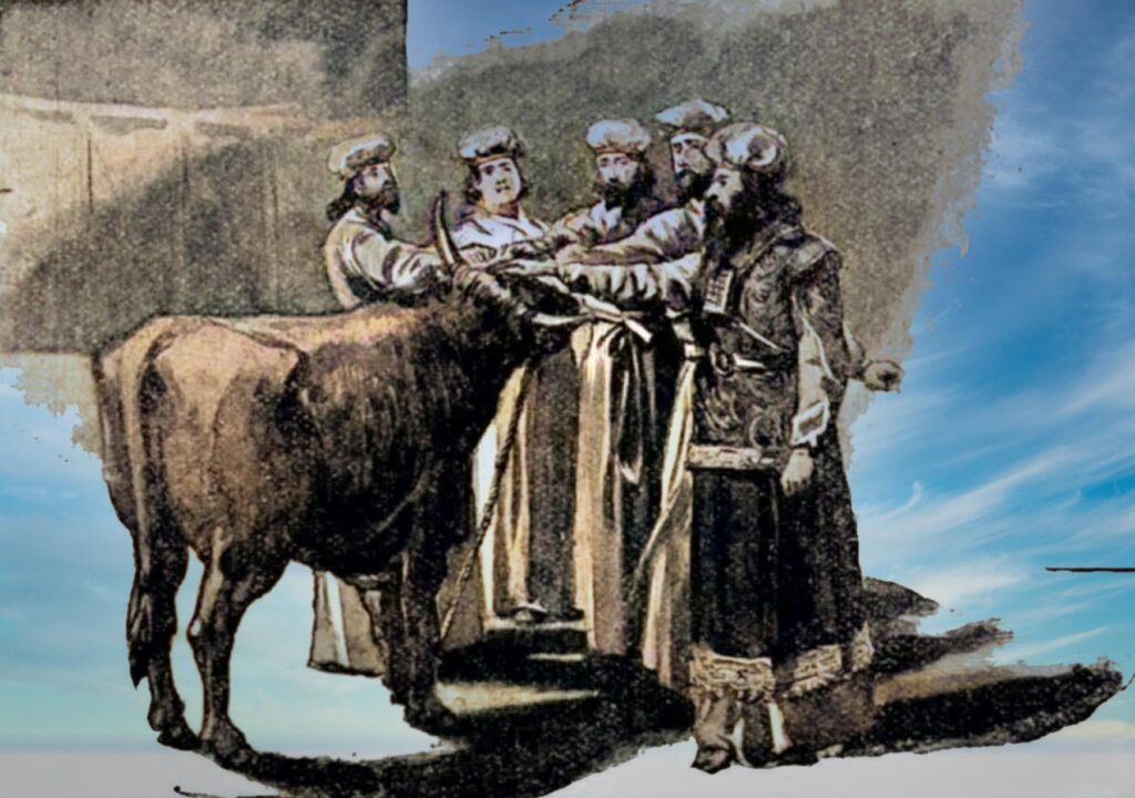What Is A Bullock In The Bible - Bible Paradise